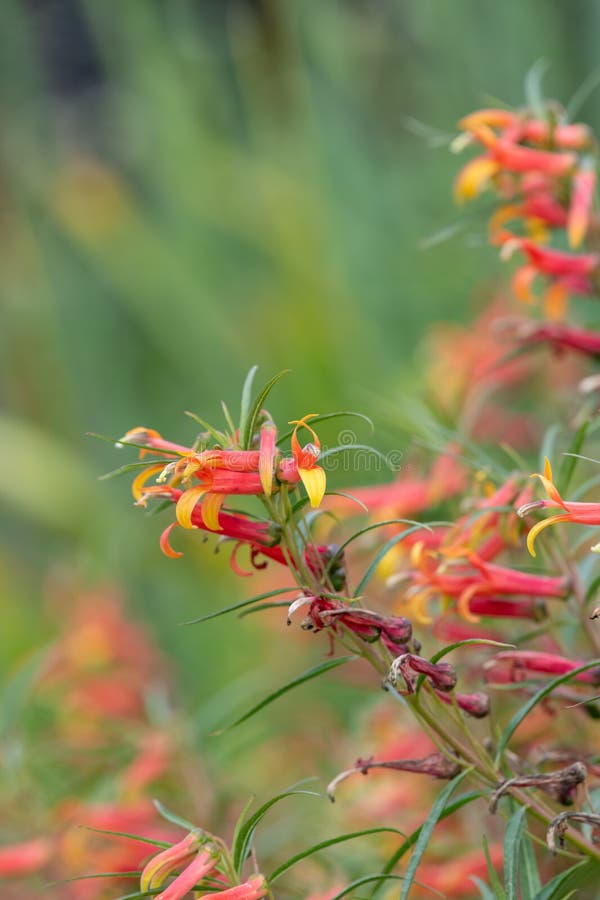 Mexican Lobelia (lobelia Laxiflora) Flowers Stock Image - Image of ...