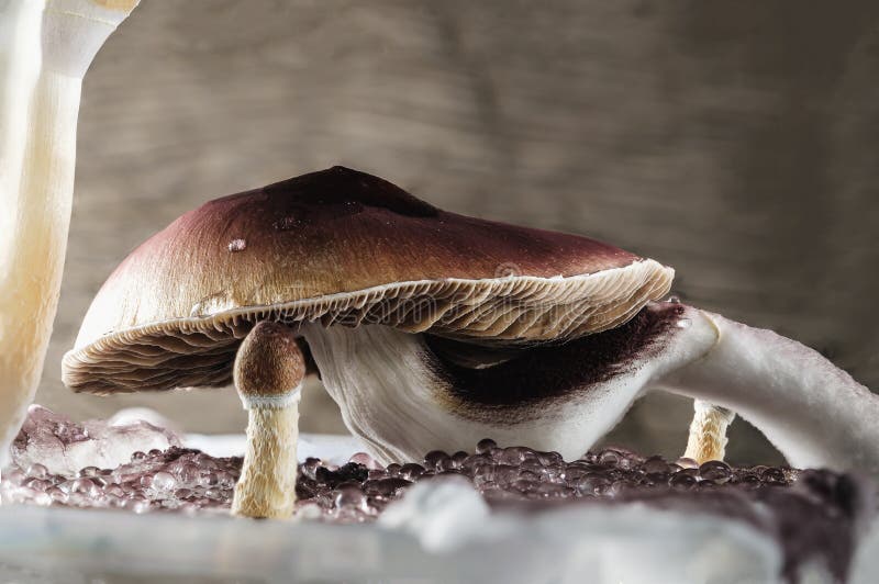 The Mexican Magic Mushroom is a Psilocybe Cubensis, Whose Main Active ...