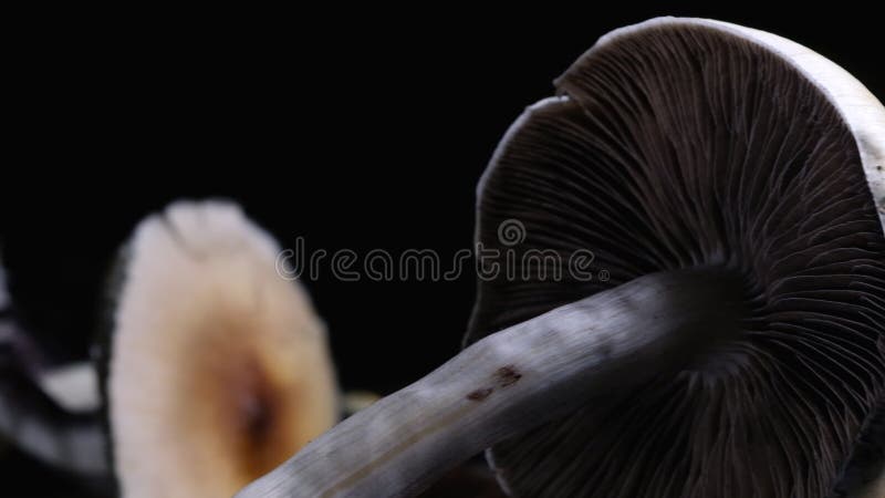 The Mexican Magic Mushroom is a Psilocybe Cubensis, a Specie of ...