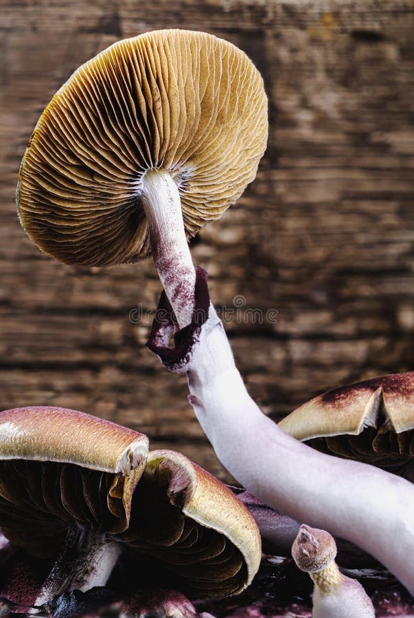 The Mexican Magic Mushroom is a Psilocybe Cubensis, Whose Main Active ...