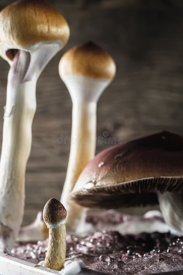 The Mexican Magic Mushroom is a Psilocybe Cubensis, Whose Main Active ...