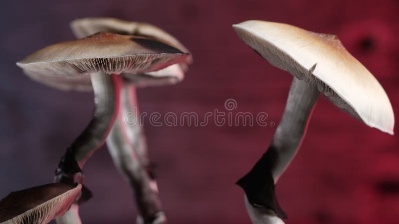 The Mexican Magic Mushroom is a Psilocybe Cubensis, Whose Main Active ...