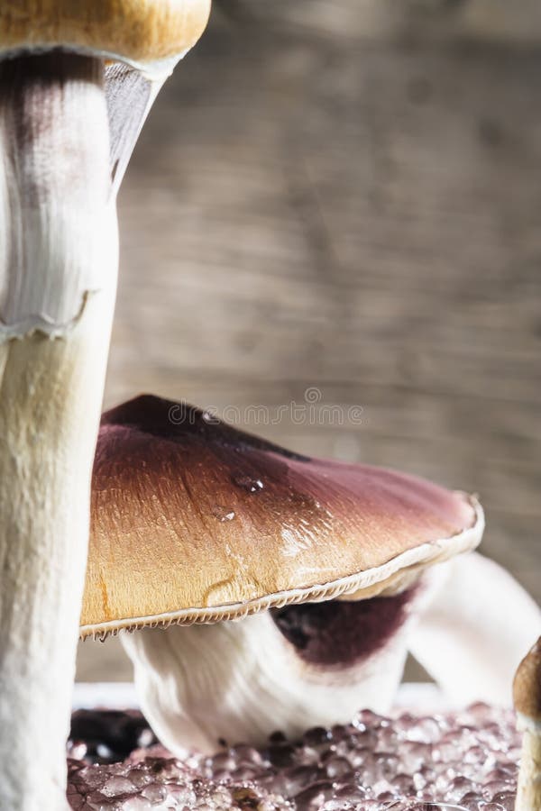 The Mexican Magic Mushroom is a Psilocybe Cubensis, Whose Main Active ...