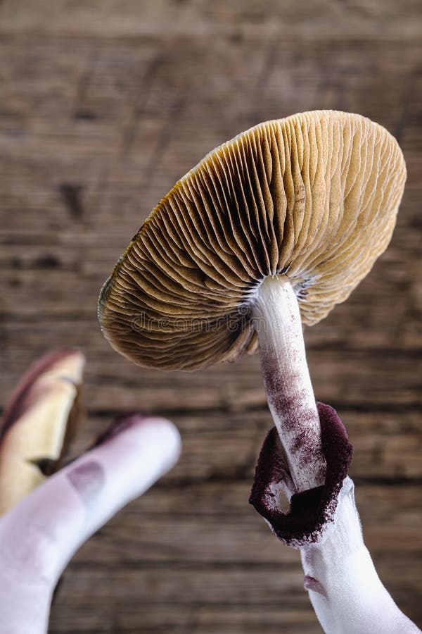 The Mexican Magic Mushroom is a Psilocybe Cubensis, Whose Main Active ...