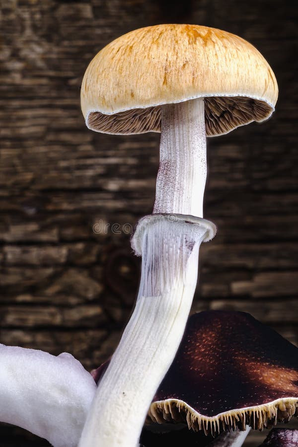 The Mexican Magic Mushroom is a Psilocybe Cubensis, Whose Main Active ...