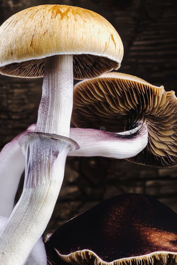 The Mexican Magic Mushroom is a Psilocybe Cubensis, Whose Main Active ...