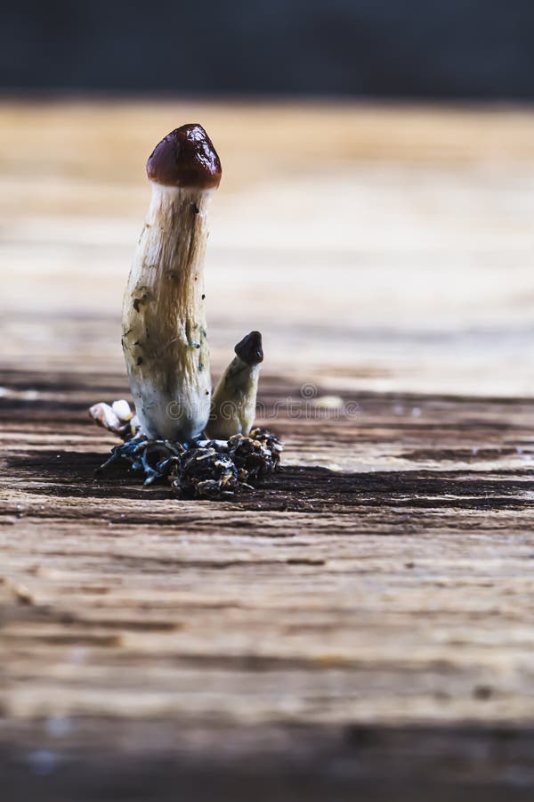 Mexican Magic Mushroom is a Psilocybe Cubensis, Whose Main Active ...