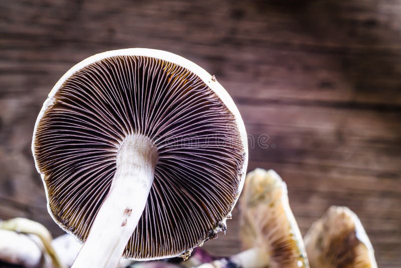 The Mexican Magic Mushroom is a Psilocybe Cubensis, Whose Main Active ...