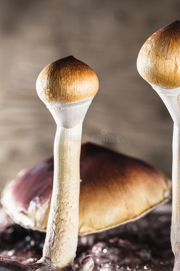 The Mexican Magic Mushroom is a Psilocybe Cubensis, Whose Main Active ...