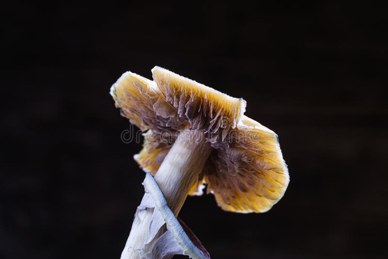 The Mexican Magic Mushroom is a Psilocybe Cubensis, Whose Main Active ...