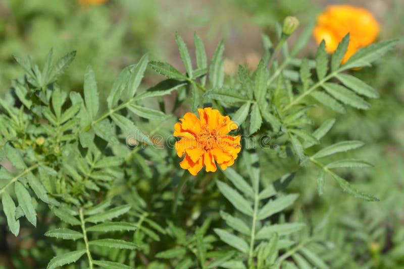 Mexican marigold stock photo. Image of tagetes, mexican - 227163288