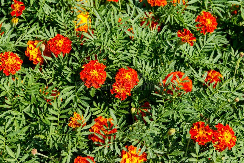 Mexican Marigolds (Tagetes Erecta, Aztec Marigold) on Flowerbed Stock ...