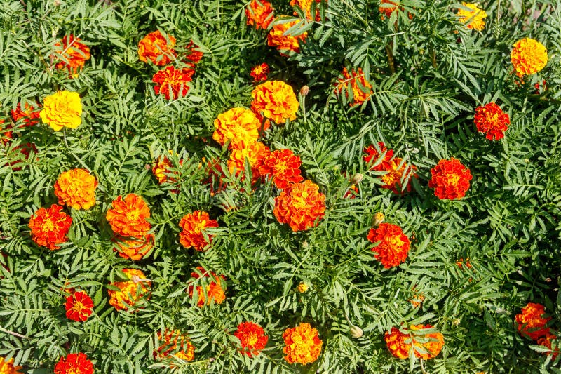 Mexican Marigolds (Tagetes Erecta, Aztec Marigold) on Flowerbed Stock ...