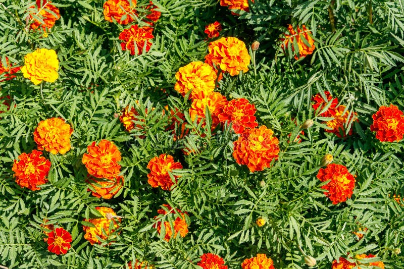 Mexican Marigolds (Tagetes Erecta, Aztec Marigold) on Flowerbed Stock ...