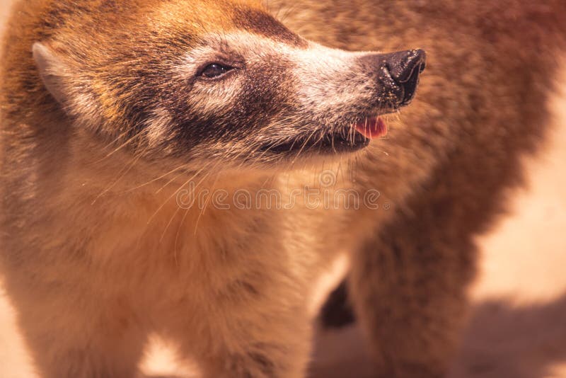 Red Coati Animal on a Tree Branche Stock Photo - Image of ring ...