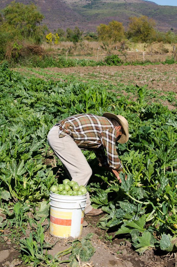 Mexican Migrant Field Worker Editorial Image - Image of calabasa, work ...