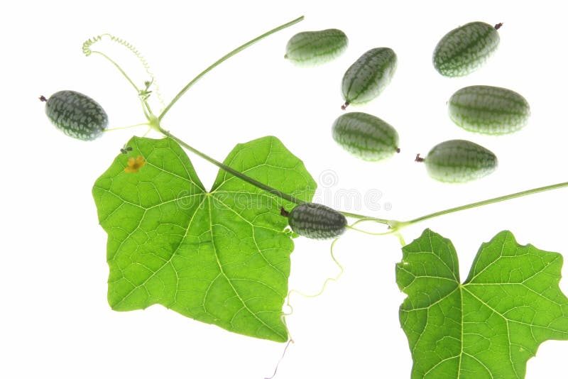 Mexican Mini Cucumber (Melothria Scabra) Stock Photo - Image of melon ...