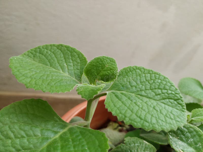 Mexican Mint Plant or Leaves Background with Texture and Pattern Stock ...