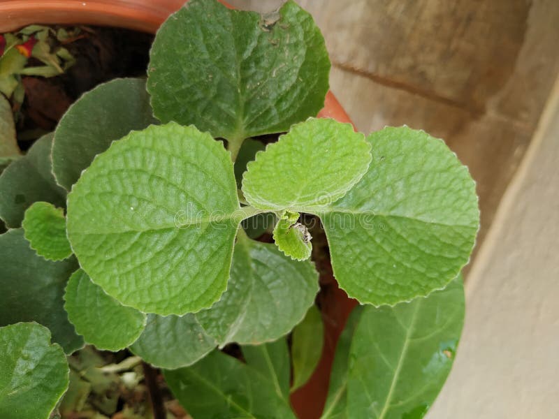 Mexican Mint Plant or Leaves Background with Texture and Pattern Stock ...