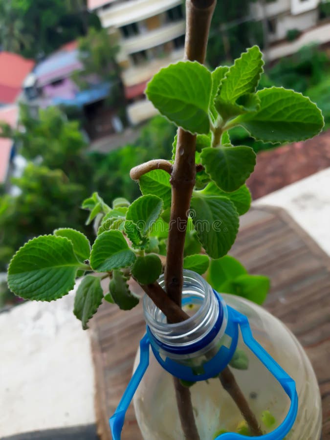 Mexican mint plant stock image. Image of balcony, plant - 223740055