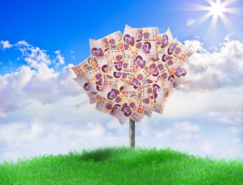 Mexican Money Tree stock image. Image of cash, annuity - 58045171