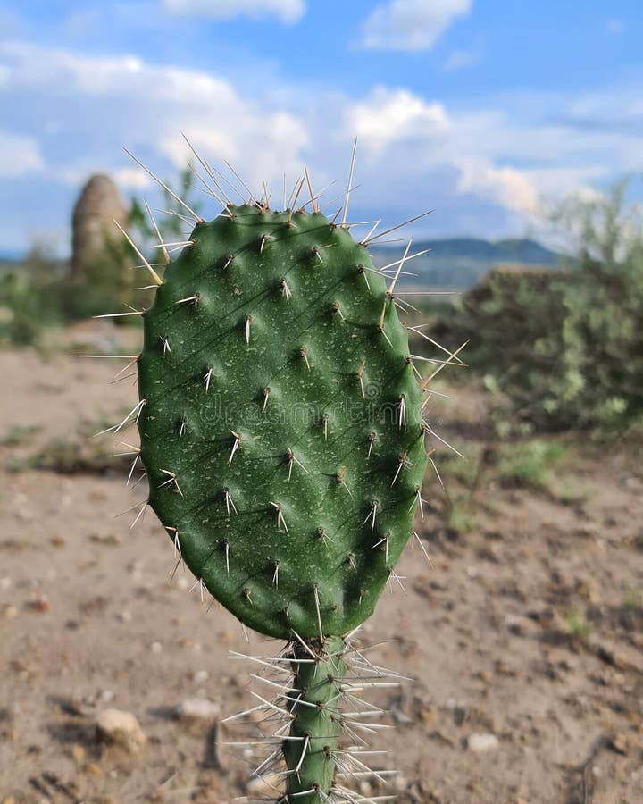 A Mexican nopal stock image. Image of mexican, flower - 212115483