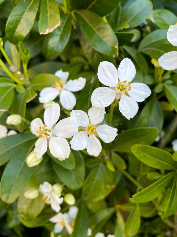 White Petal Mexican Orange Blossom Stock Photo - Image of flower ...