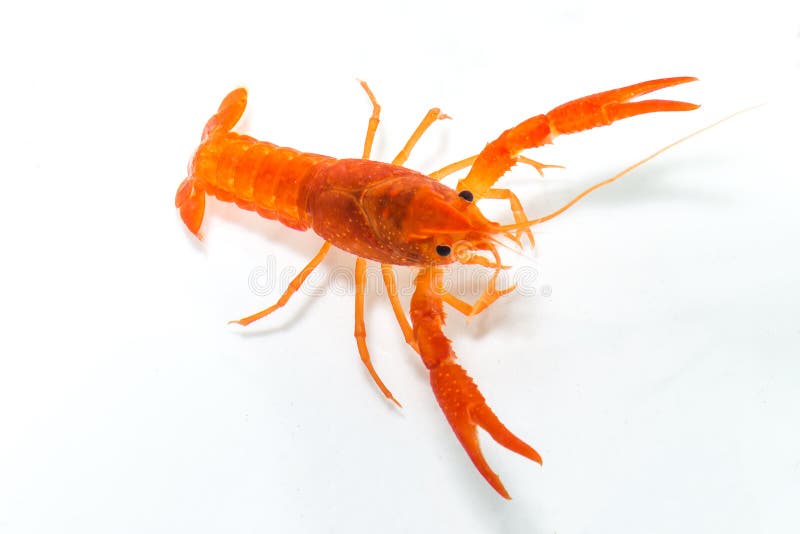 Orange Crayfish