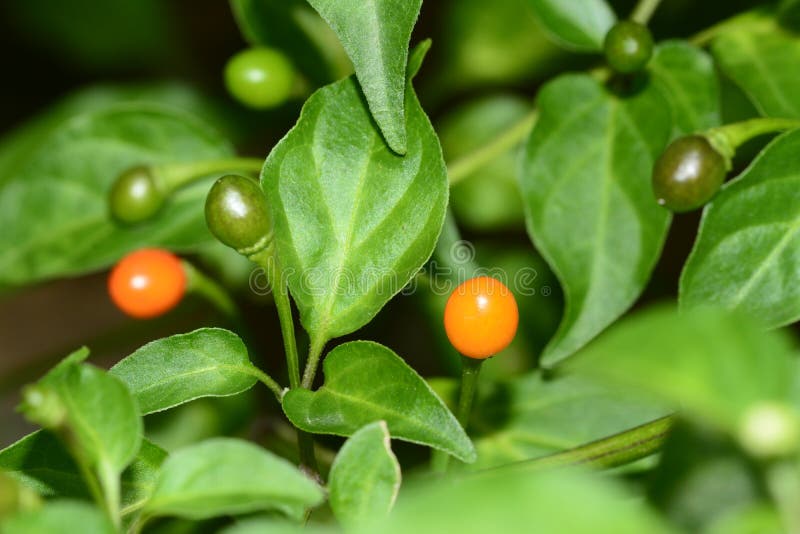 Mexican pepper plant stock image. Image of cultivated - 83245507