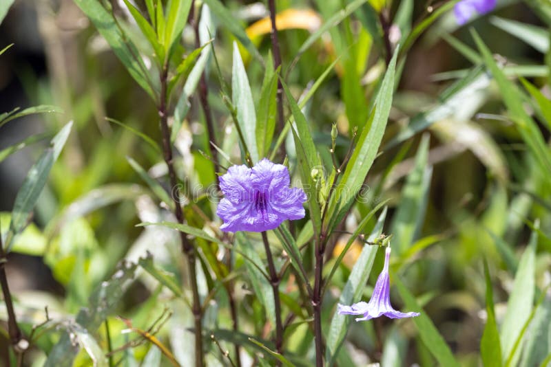 Mexican Petunia, Ruellia Simplex Stock Photo - Image of park, fresh ...