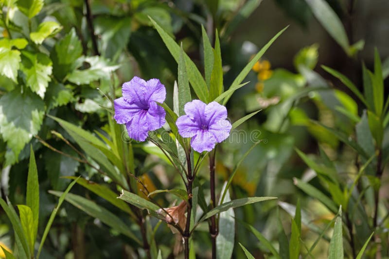 Mexican Petunia, Ruellia Simplex Stock Photo - Image of bloom, beauty ...
