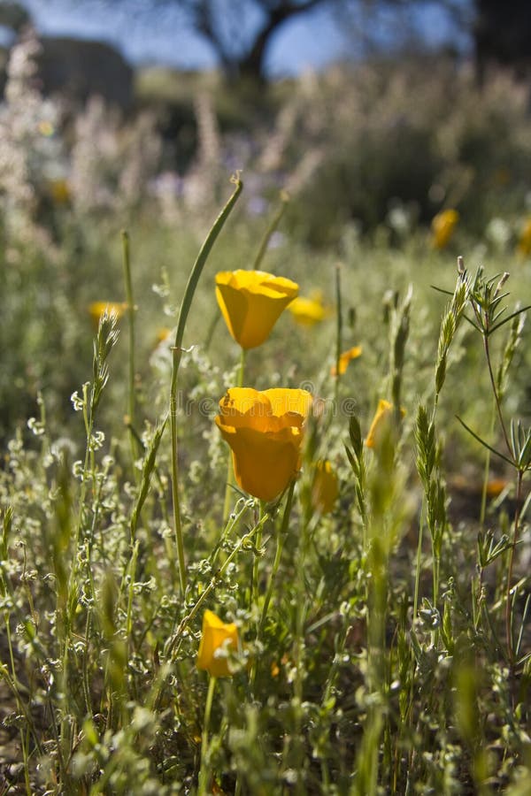 Mexican Poppy stock image. Image of wildflower, spring - 13807463
