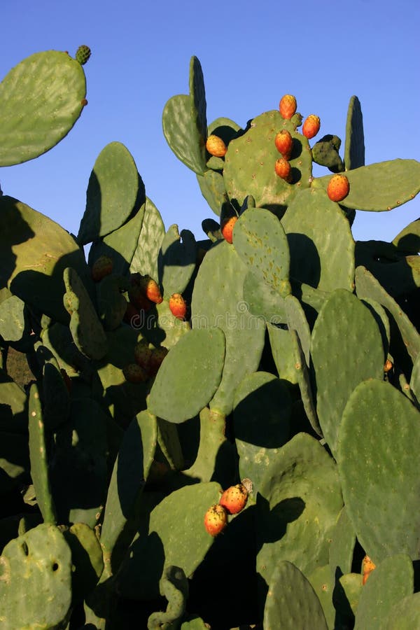 Mexican margarita stock photo. Image of closeup, refreshment - 4301874