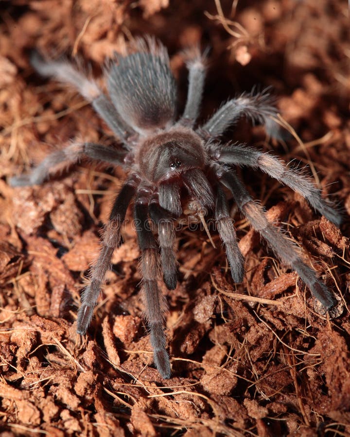 Red knee tarantula stock photo. Image of isolated, nature - 11130512