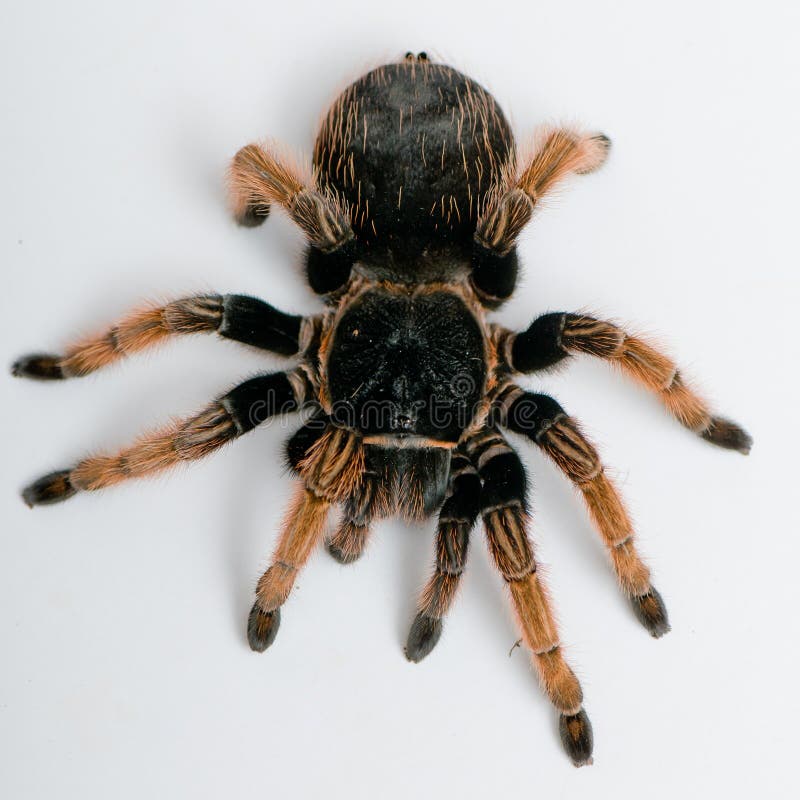 Tarantula top view stock photo. Image of high, view, spider - 23367242