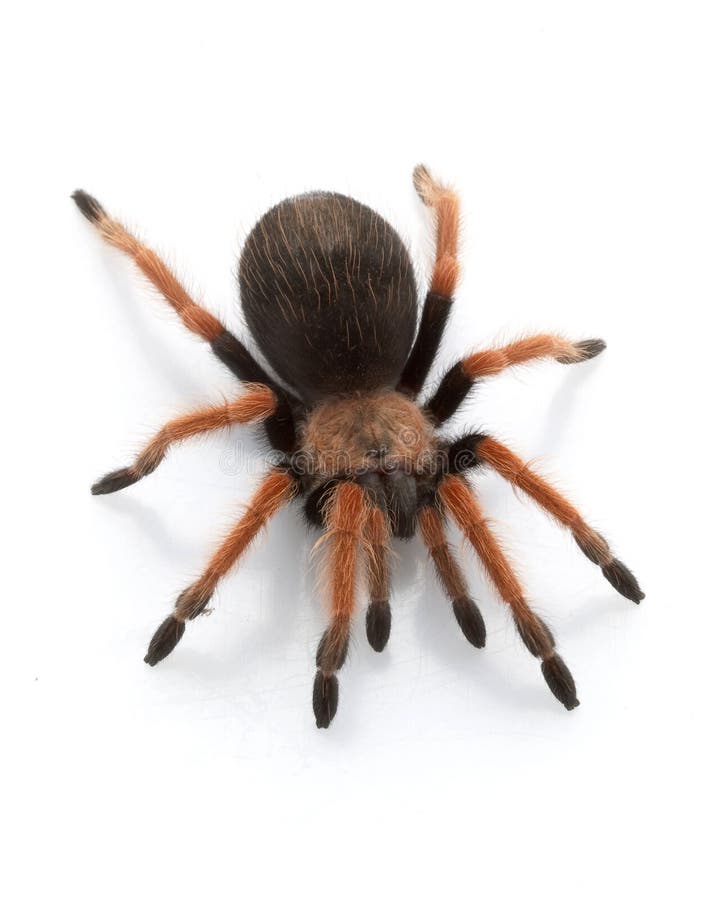 Mexican Red-legged Tarantula Stock Image - Image of nature, cold: 7902465