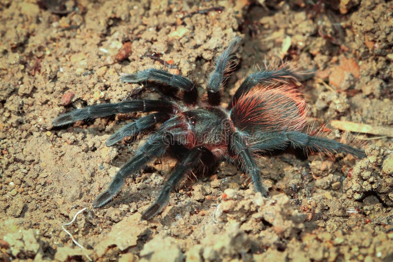 Mexican Red Rump Or Black Velvet Tarantula Stock Image - Image of ...