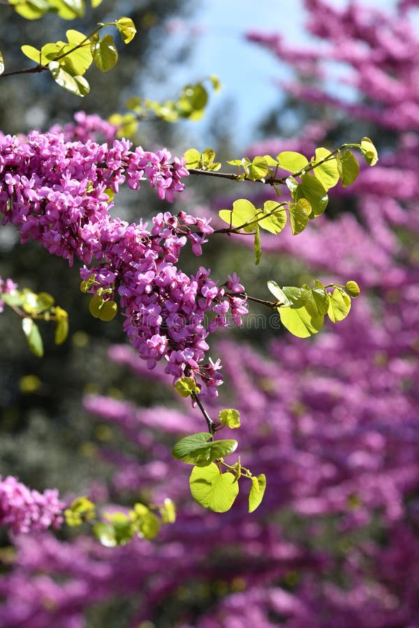 Mexican Redbud Tree Springtime Blossoms. Closeup on Flowers Stock Image ...