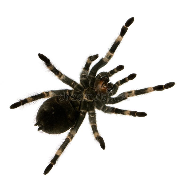 14+ Spider bottom view Free Stock Photos - StockFreeImages