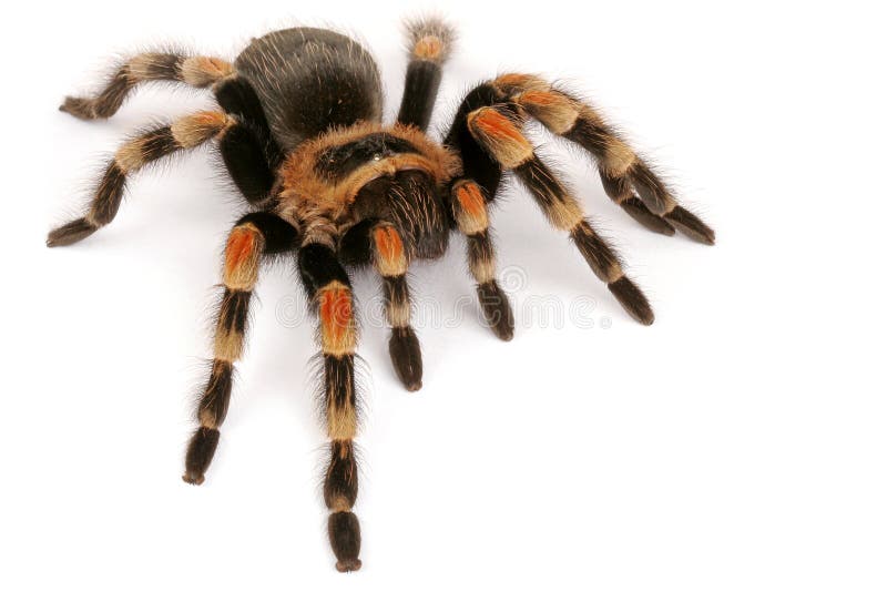 Tarantula Den stock photo. Image of invertebrate, macro - 23762682
