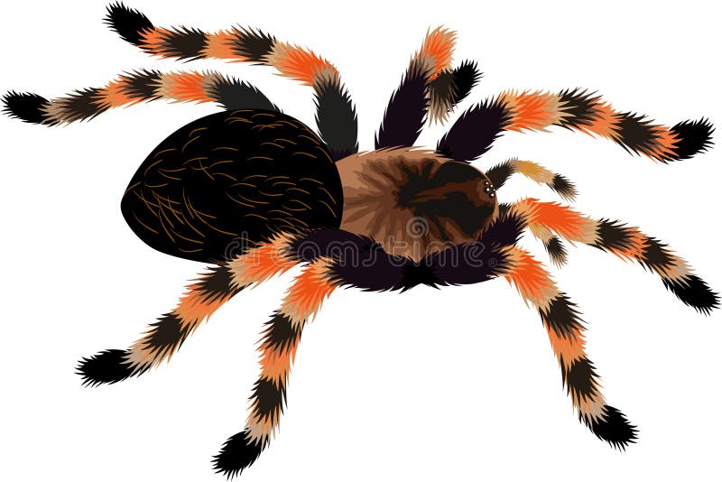 Mexican Redknee Tarantula Illustration Stock Vector - Illustration of ...