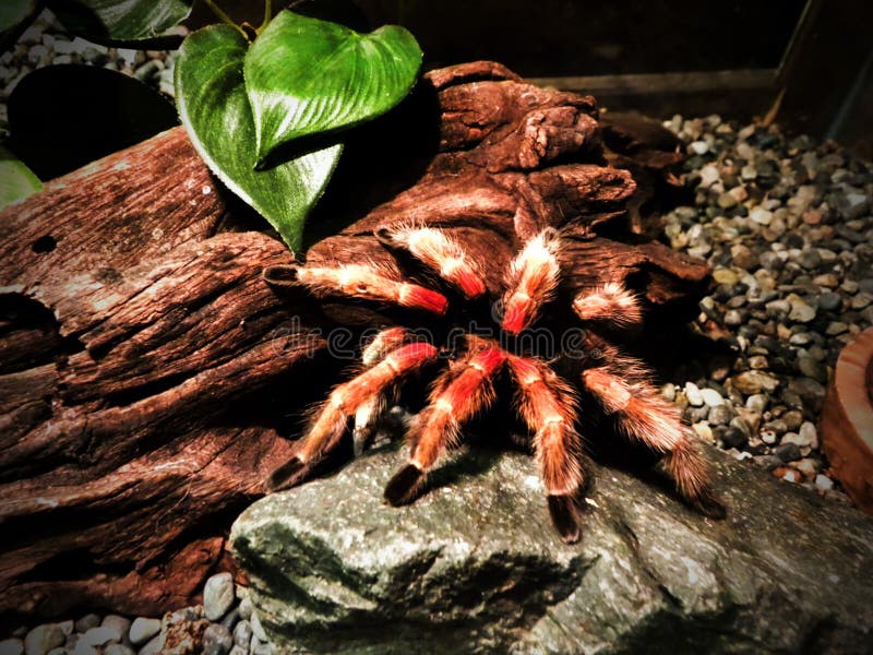 Mexican Rustleg Tarantula stock photo. Image of rust - 44152534