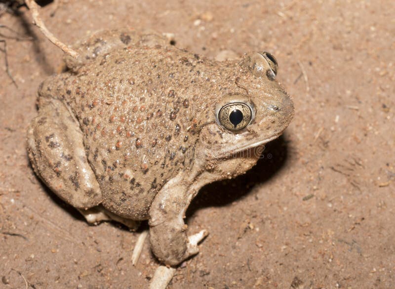Mexican spadefoot toad stock photo. Image of male, desert - 76676474