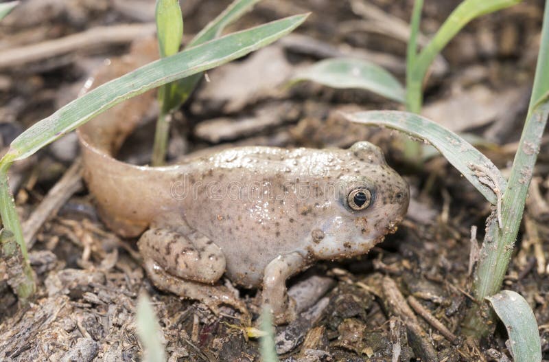 Mexican spadefoot toad stock photo. Image of male, desert - 76676474