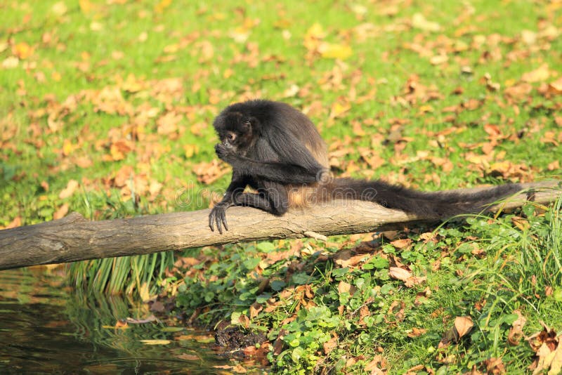 Mexican spider monkey stock photo. Image of mammal, young - 46003910