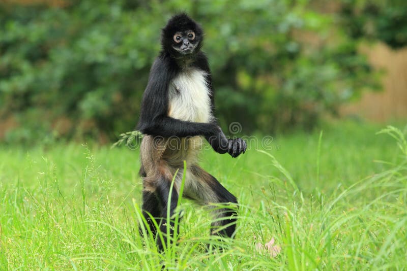 Mexican spider monkey stock image. Image of standing - 41019281