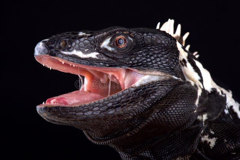 Ctenosaura Pectinata