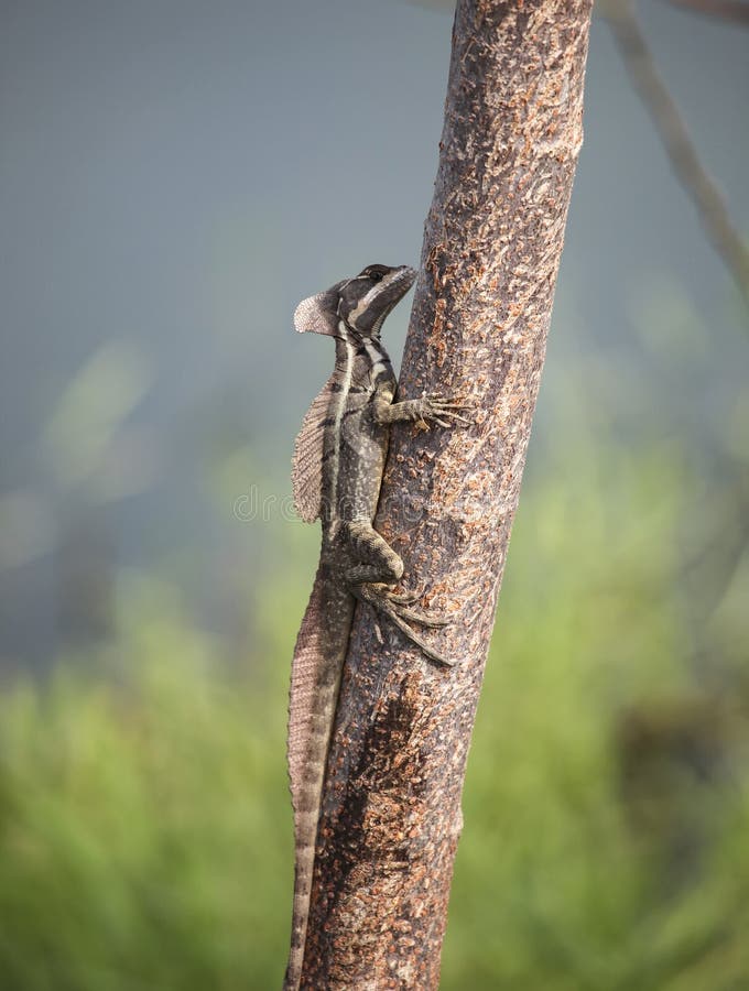 Mexican Striped Basilisk Sits on a Tree Stock Image - Image of wild ...