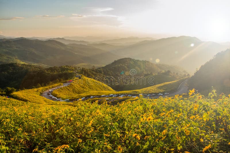 Mexican sunflower field. stock image. Image of outstanding - 49245587
