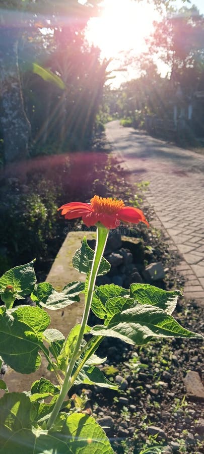 Mexican Sunflower Shiny Day Stock Photos - Free & Royalty-Free Stock ...